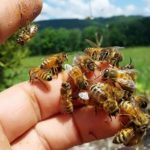 Backyard Bees - Bindaree Bee Supplies