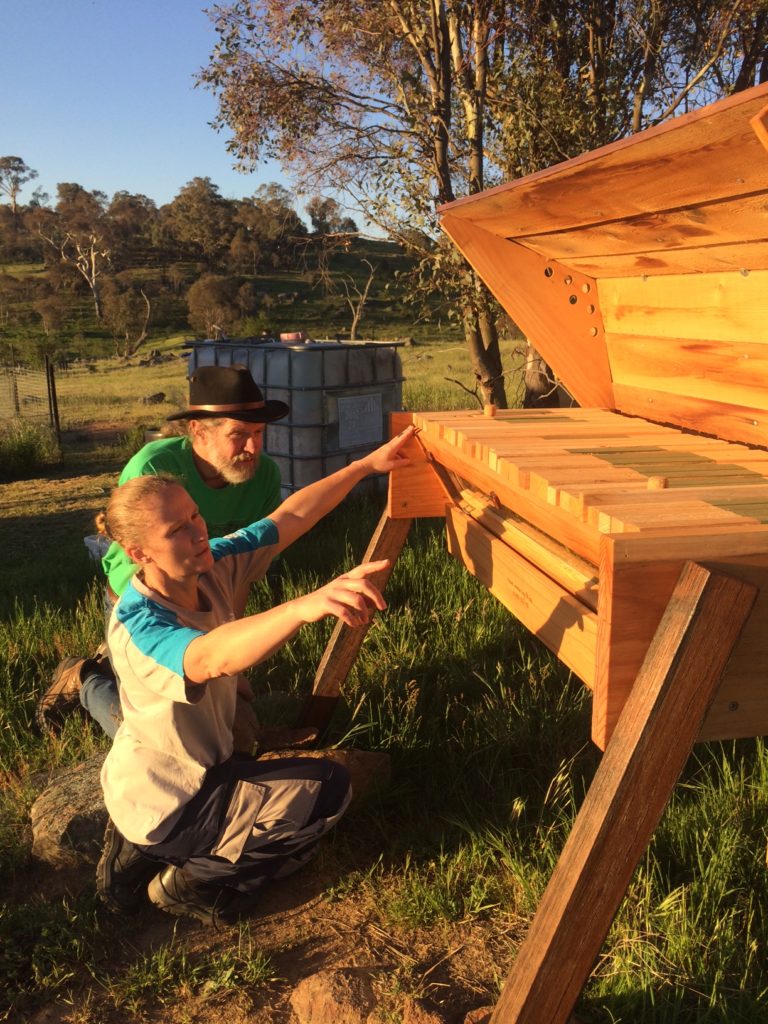 Bees Plus Top Bar Hive Package - Bindaree Bee Supplies